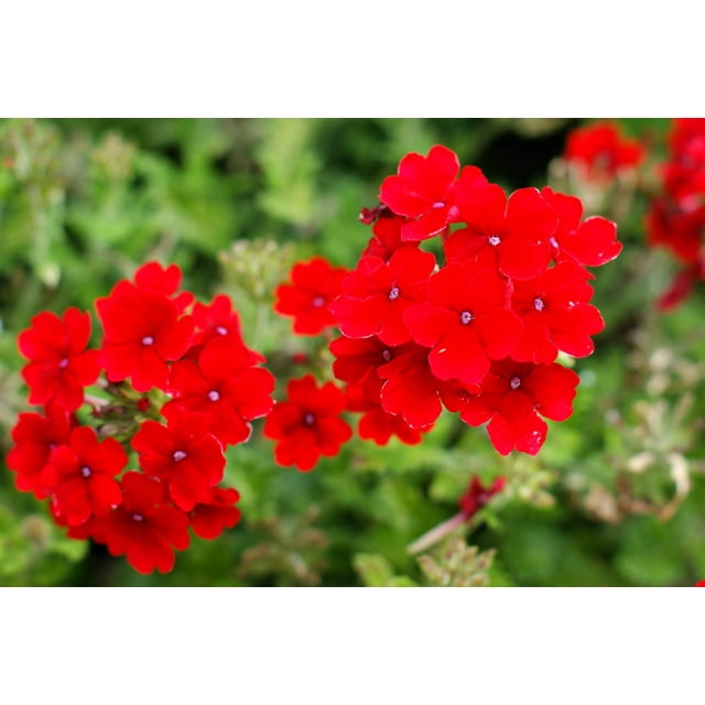 50 SCARLET VERBENA Red Nana Compacta Fragrant Flower Seeds - Walmart.com