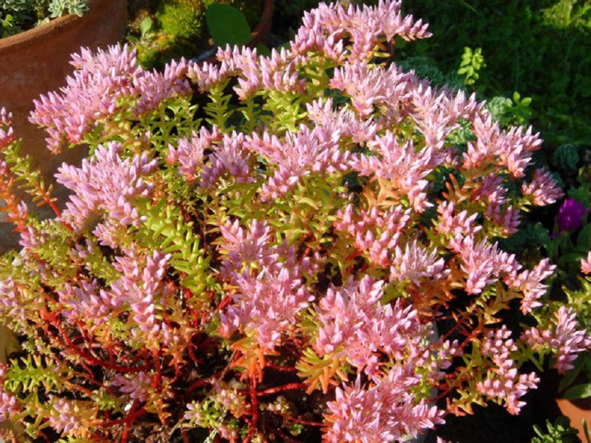 50 SEASTAR / WIDOWS Cross SEDUM Sea Star Stonecrop Sedum Pulchellum ...