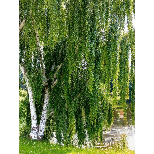 50 SILVER WEEPING BIRCH Tree White European Betula Pendula Alba Seeds ...