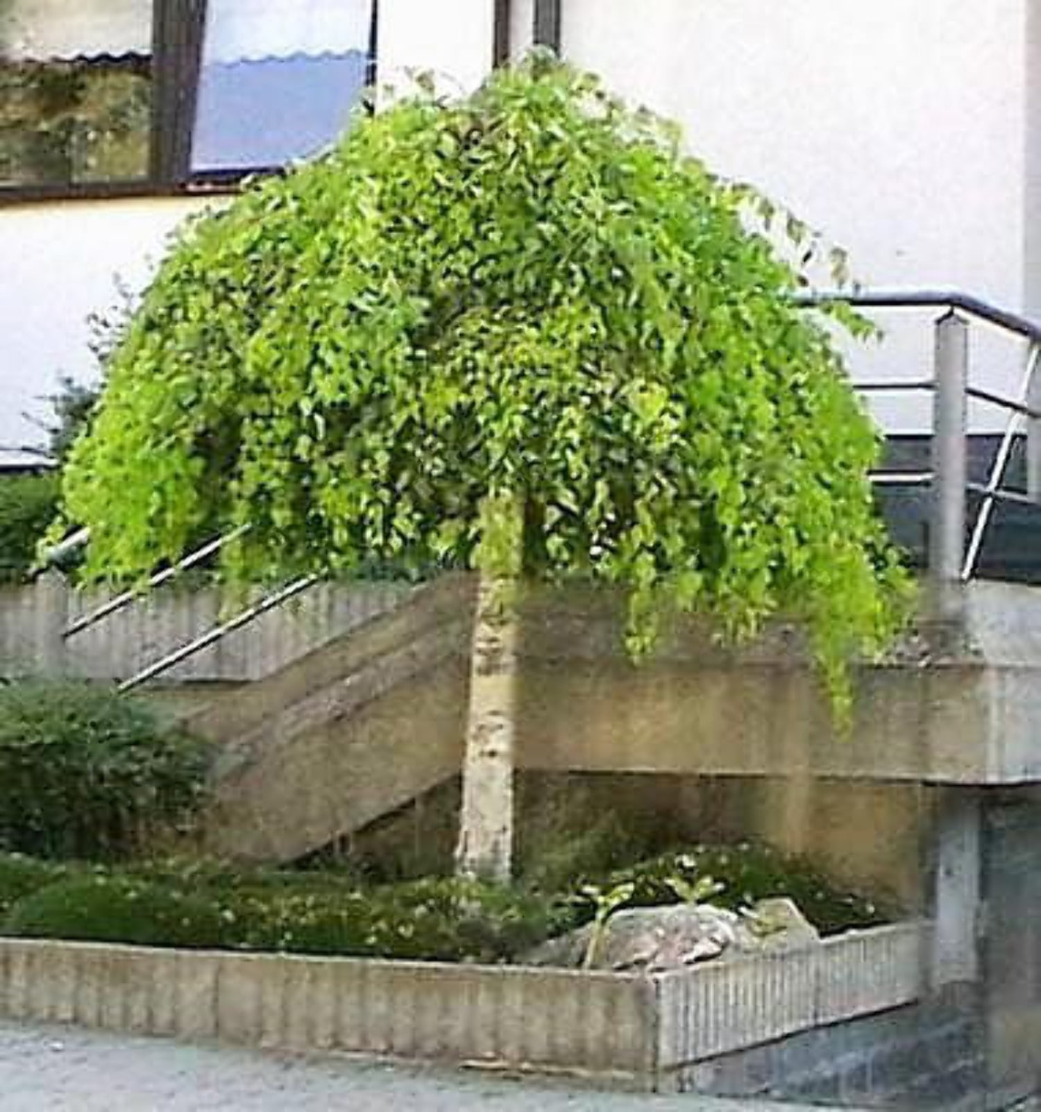 50 SILVER WEEPING BIRCH Tree White European Betula Pendula Alba Seeds ...
