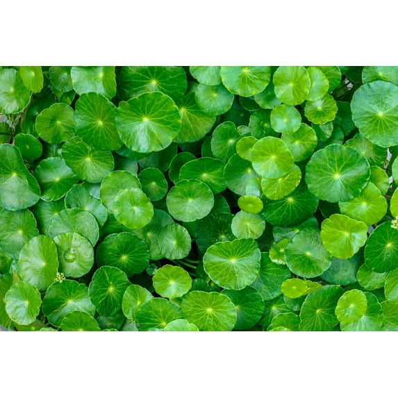 50 SPADELEAF Edible Coinwort Centella Asiatica Gotu Kola Herb Pink ...