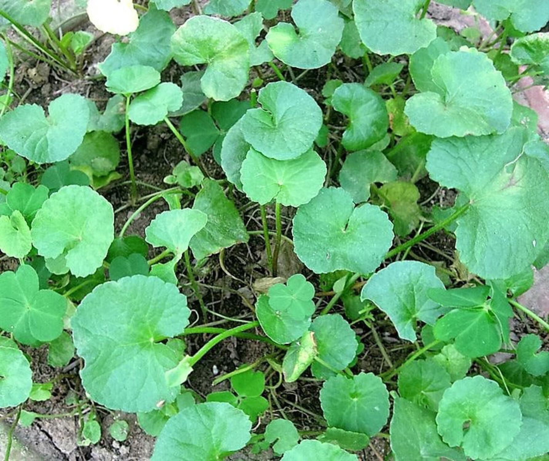 50 SPADELEAF Edible Coinwort Centella Asiatica Gotu Kola Herb Pink ...