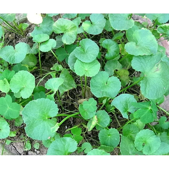 50 SPADELEAF Edible Coinwort Centella Asiatica Gotu Kola Herb Pink ...
