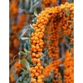 50 Seaberry Bush Seeds - Edible and Delicious - Walmart.com