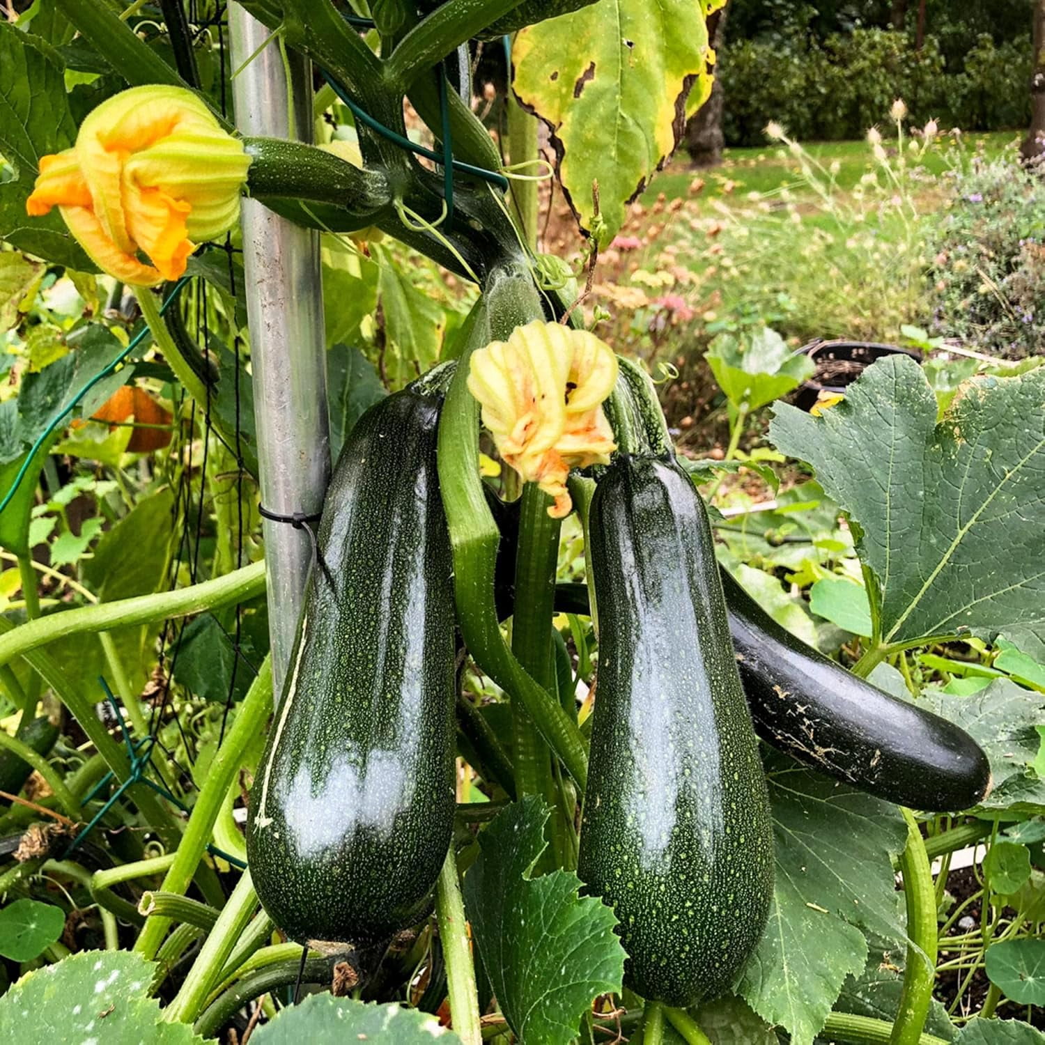 50+ Seed Beauty Zucchini Seeds for Planting Outdoor- Non-GMO Heirloom ...
