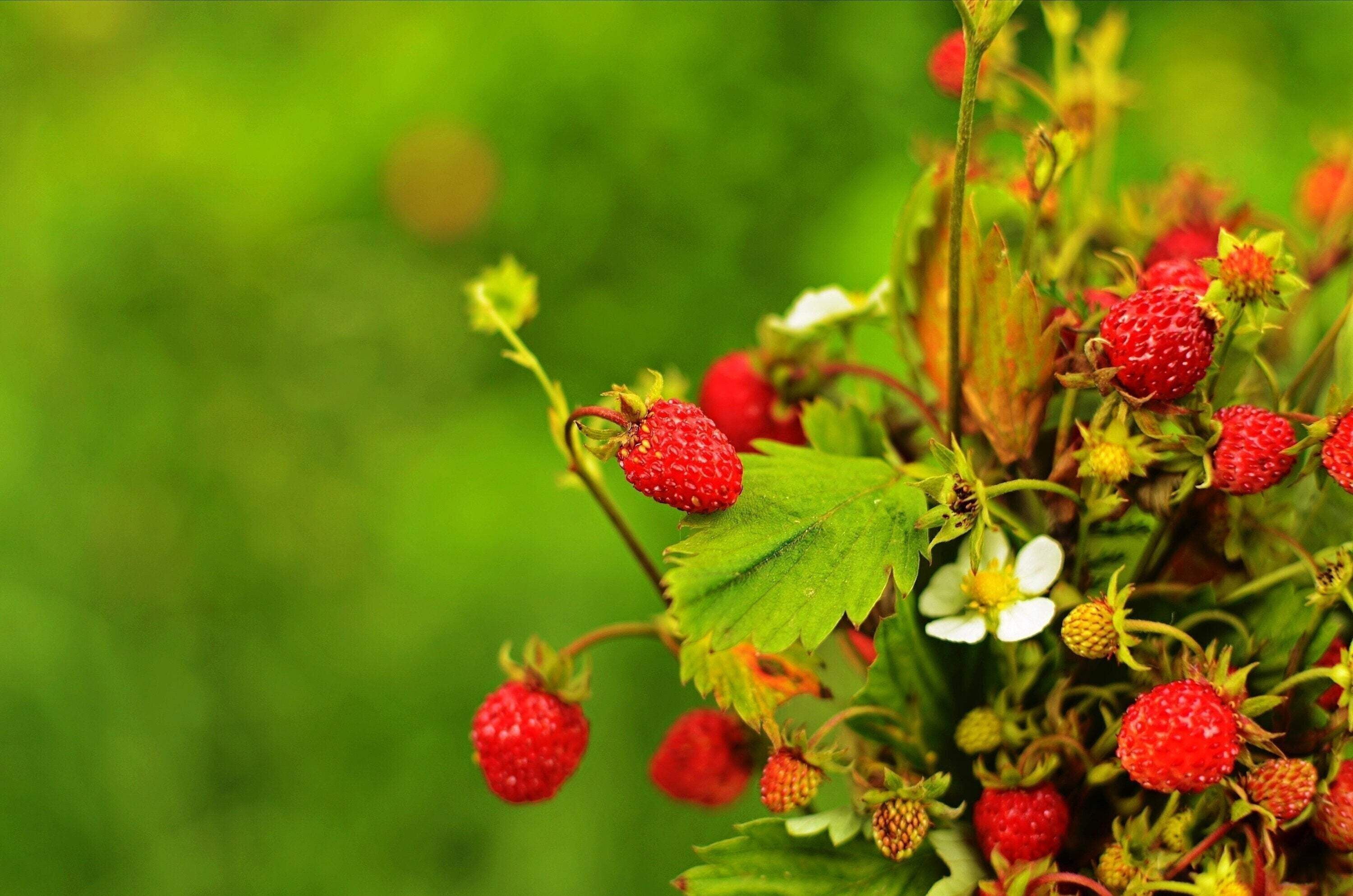 50 Seeds ALEXANDRIA STRAWBERRY Everbearing Alpine Fragaria Vesca Red ...