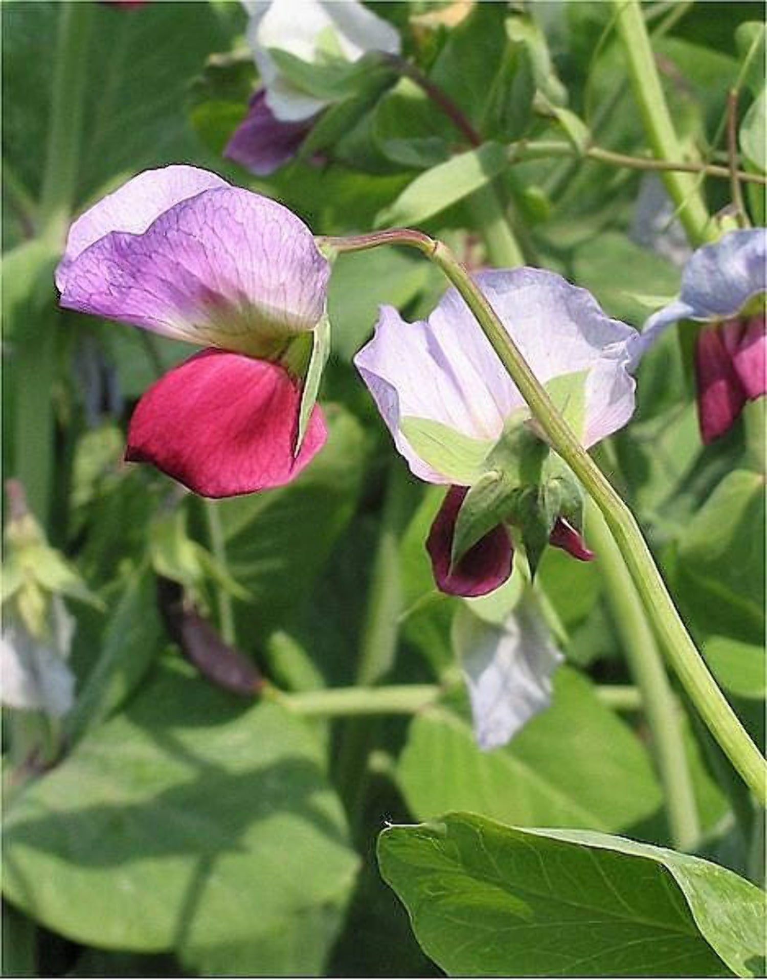 50 Seeds AUSTRIAN WINTER PEA Caley Flower Pisum Sativum Ground Cover ...