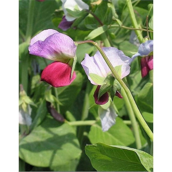 Austrian Winter Peas Cover Crop