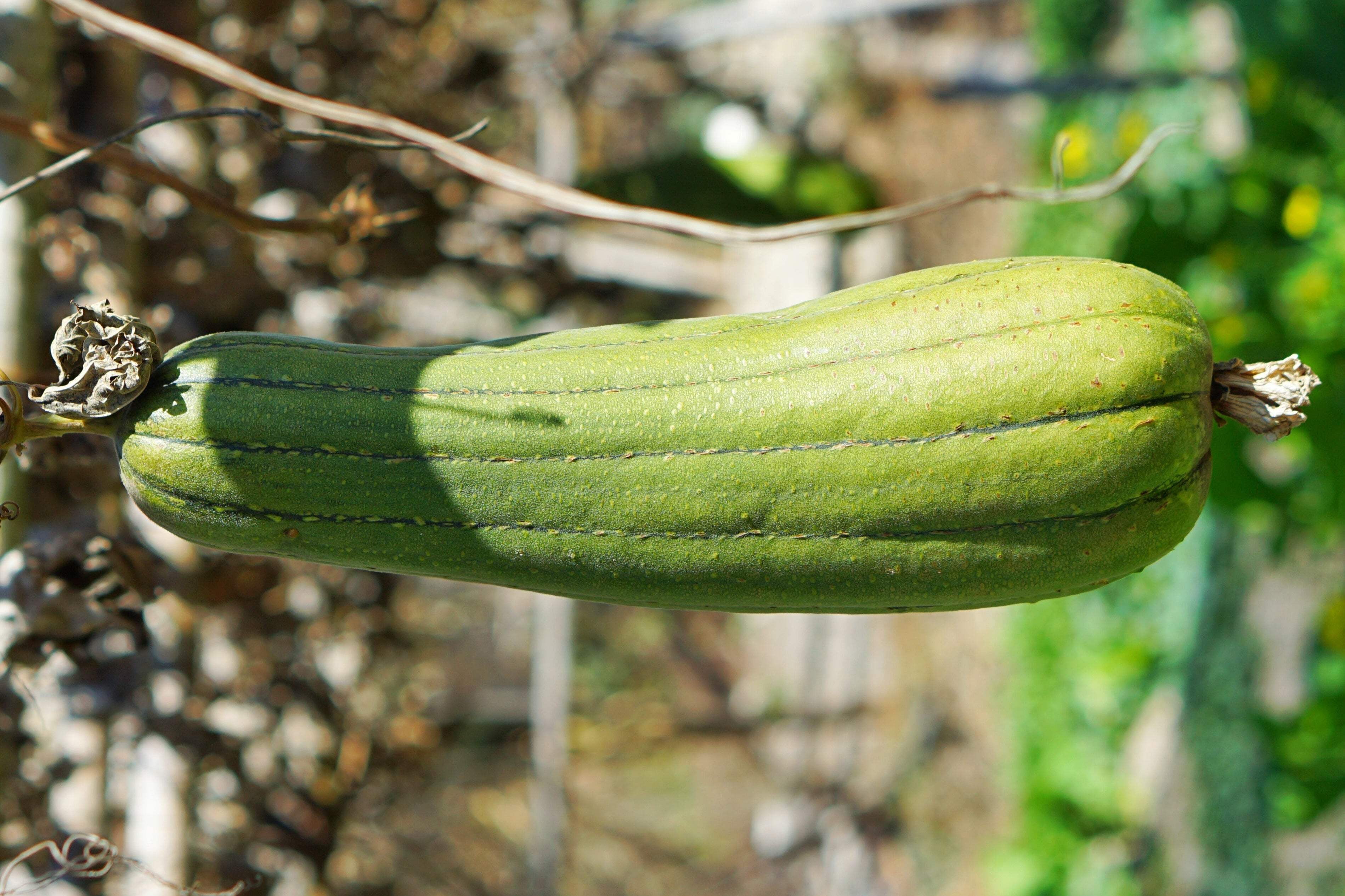 50 Seeds BANANA MELON Fruit Cucumis Melo Seeds - Walmart.com