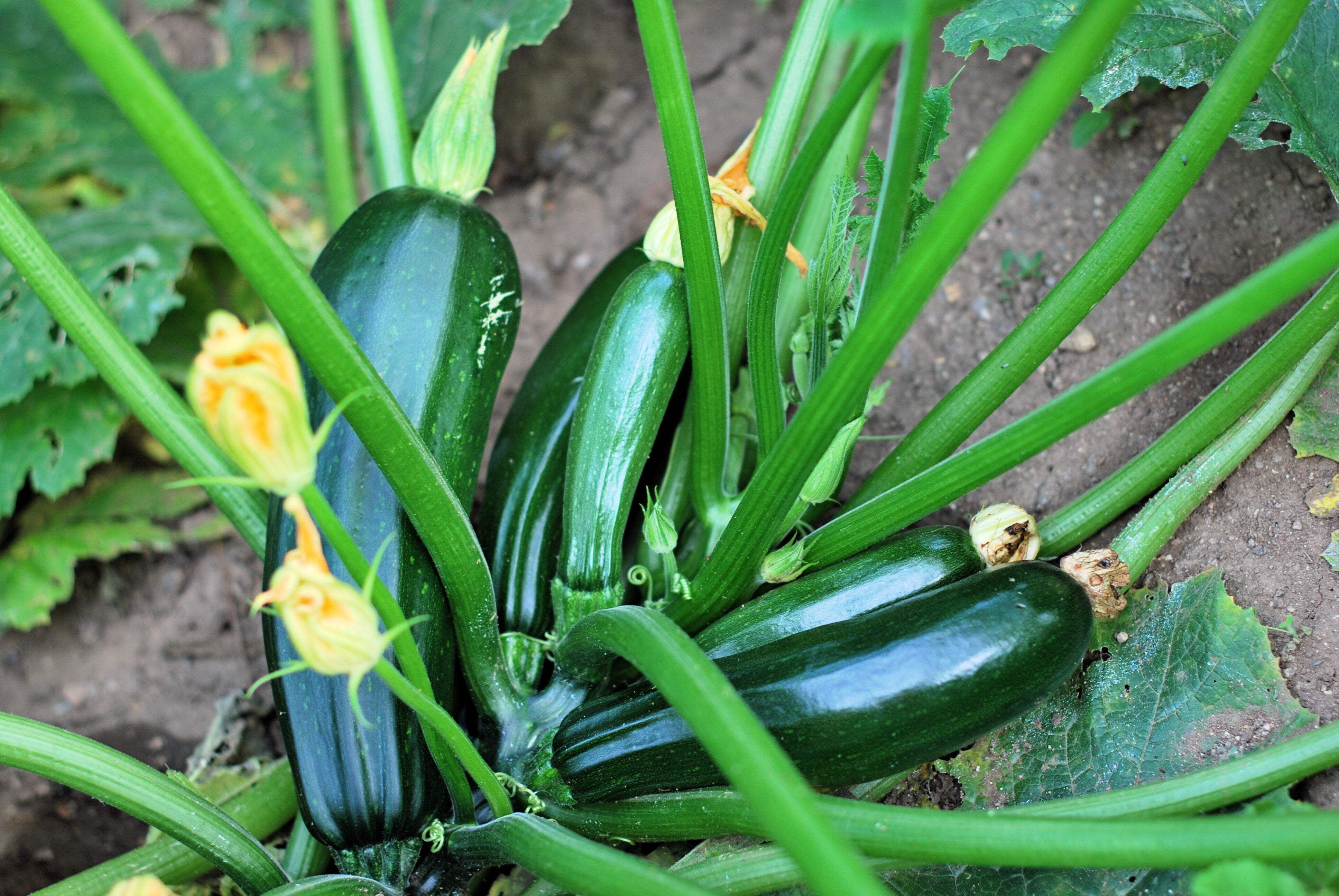 50 Seeds BLACK BEAUTY ZUCCHINI Summer Squash Cucurbita Pepo Vegetable ...
