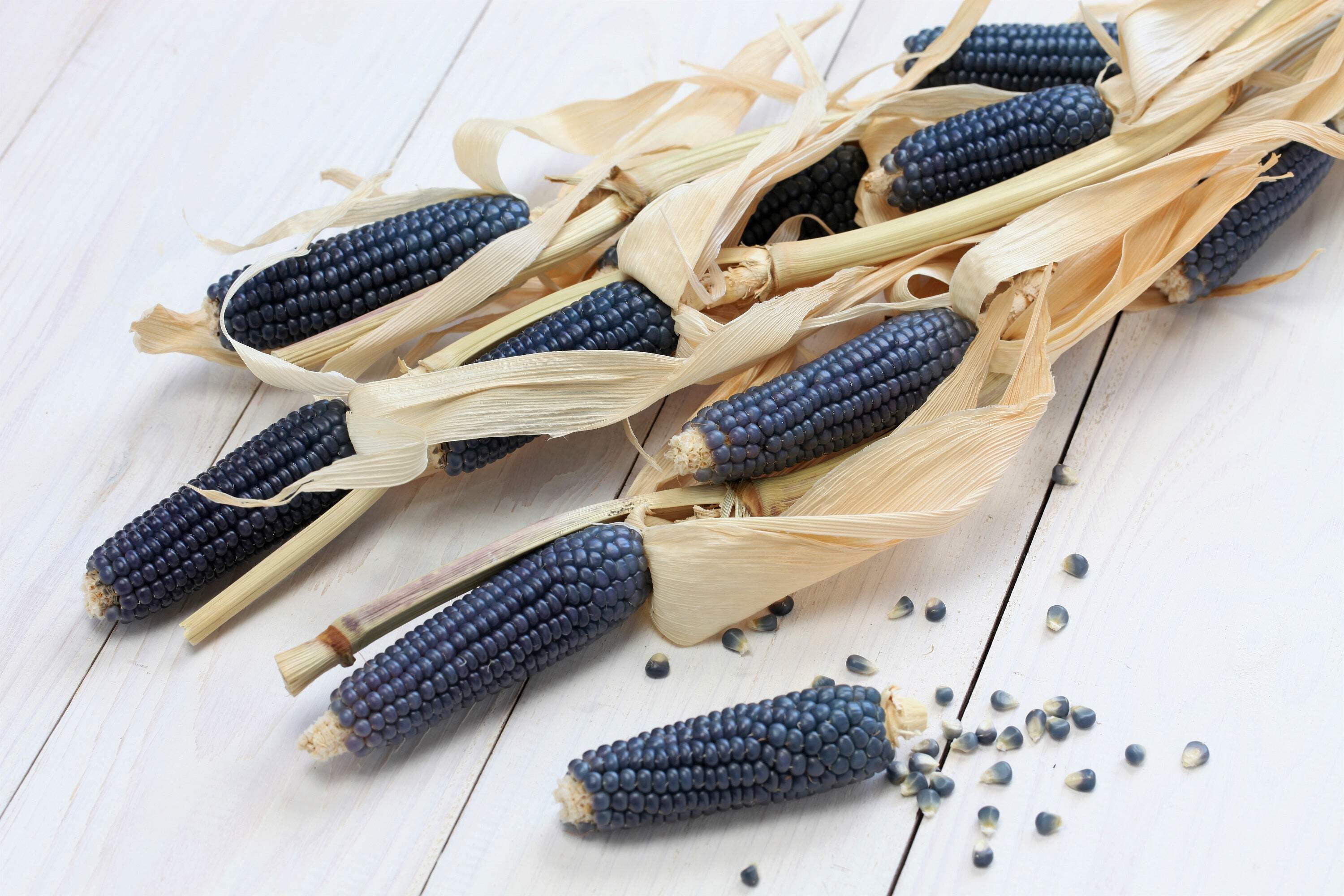 50 Seeds BLUE POPCORN Blue Kernels Pop White Corn Zea Mays Vegetable ...