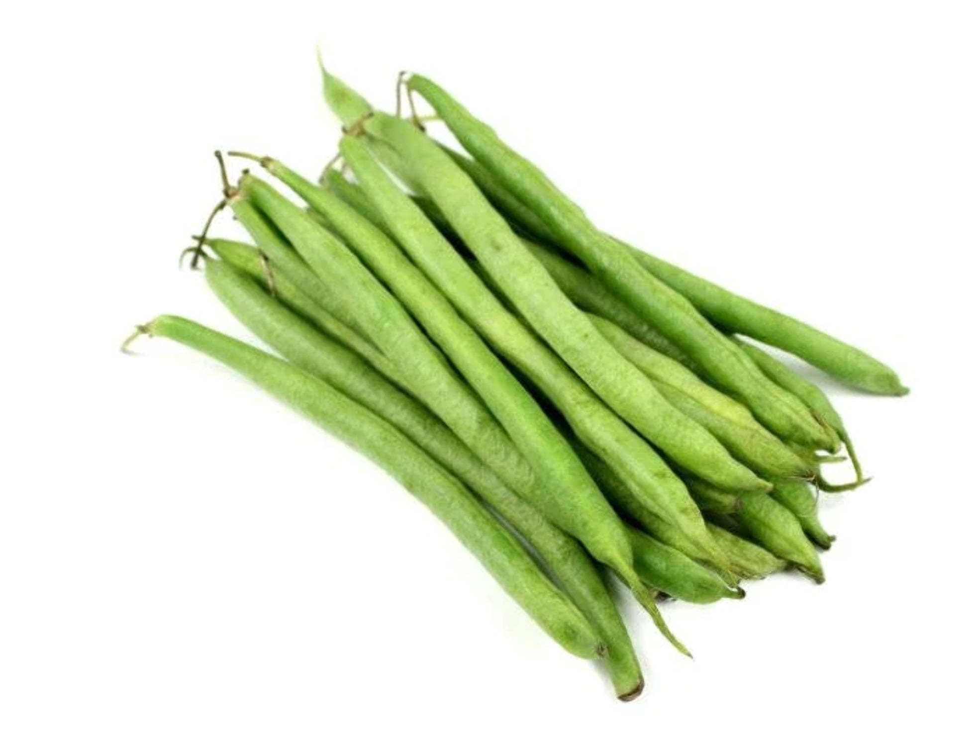 50 Seeds BURPEE STRINGLESS Green Pod BEAN French Phaseolus Vulgaris ...