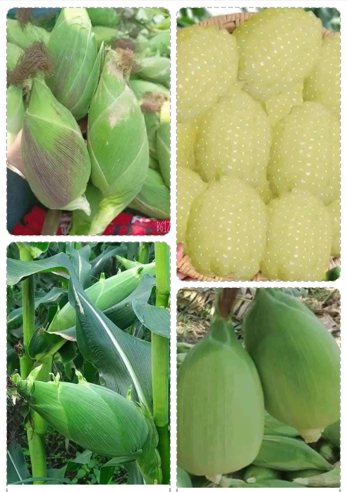 50+ Seeds Bap CORNET NEP nu SUA Seeds Rare find AÁian NGO NEP nu SUA ...