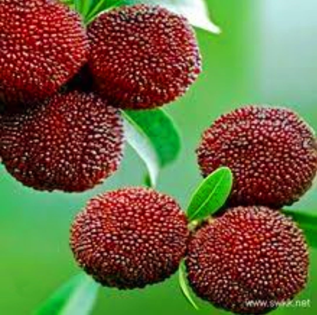 50 Chinese Bayberry Myrica Fragrant Leaves Plant Seeds by PeavyTailor ...