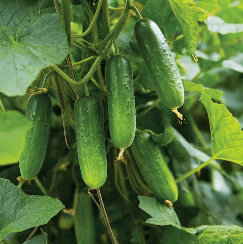 50 Seeds Boston Pickling Cucumber Seeds for Planting, Small Pickling ...