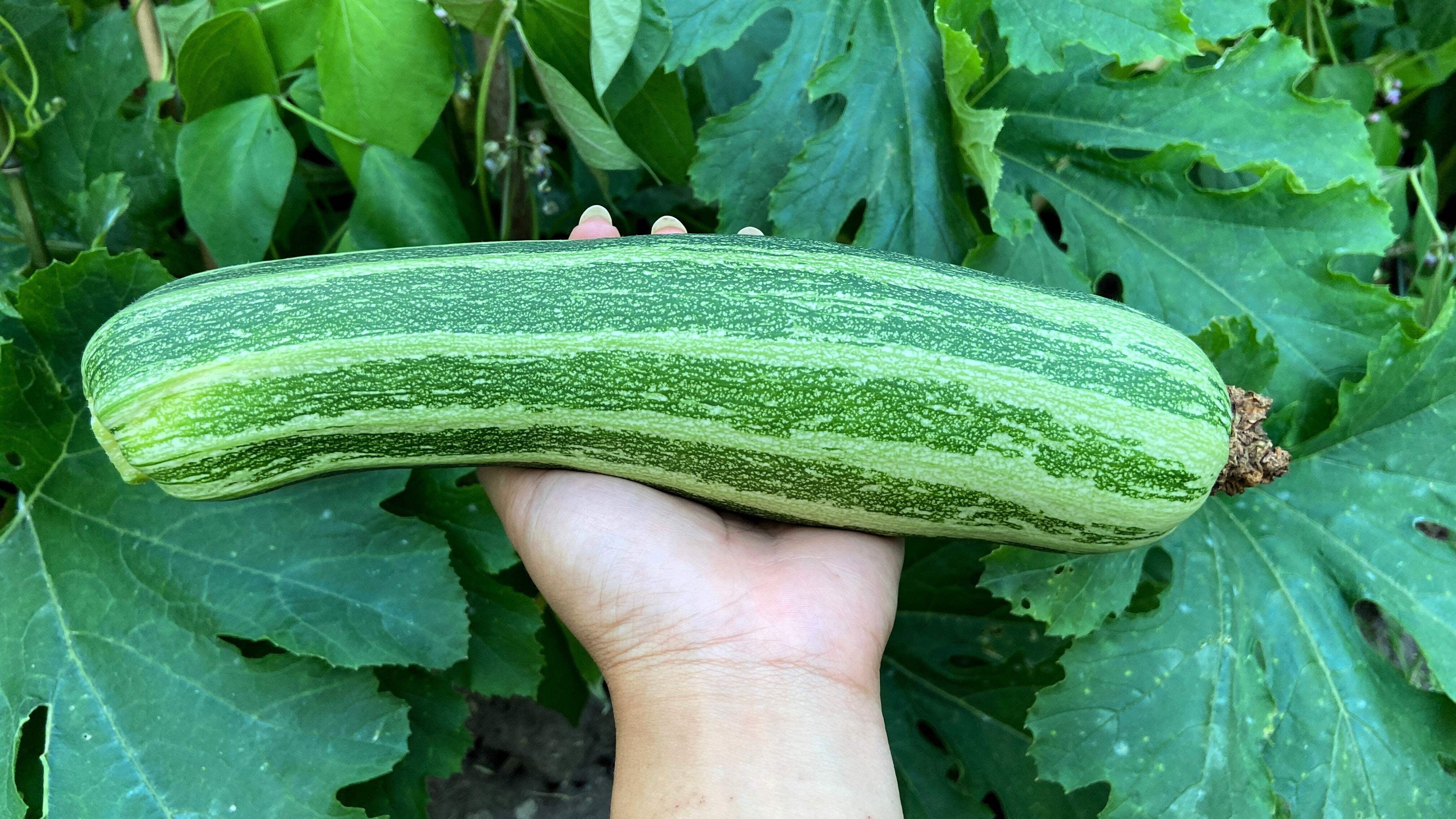 50 Seeds COCOZELLE di Napoli SQUASH Italian Zucchini Cucurbita Pepo ...