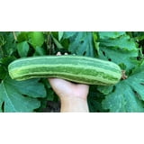 50 Seeds COCOZELLE di Napoli SQUASH Italian Zucchini Cucurbita Pepo ...