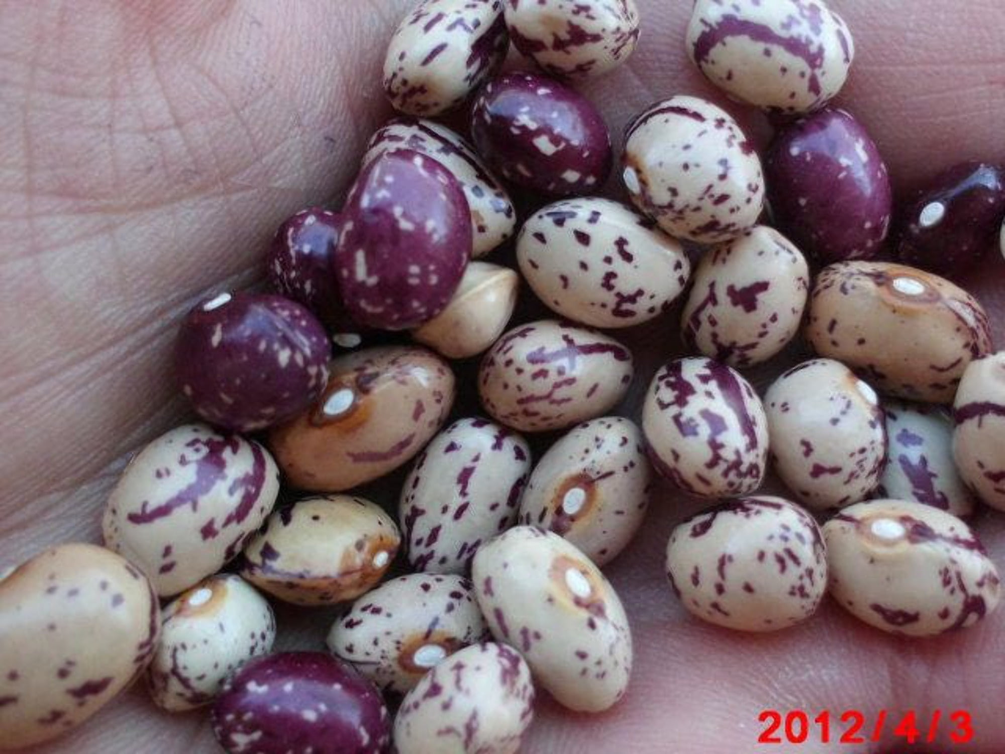 50 Seeds CRANBERRY BEAN French HORTICULTURE Bortolli Roman Phaseolus ...