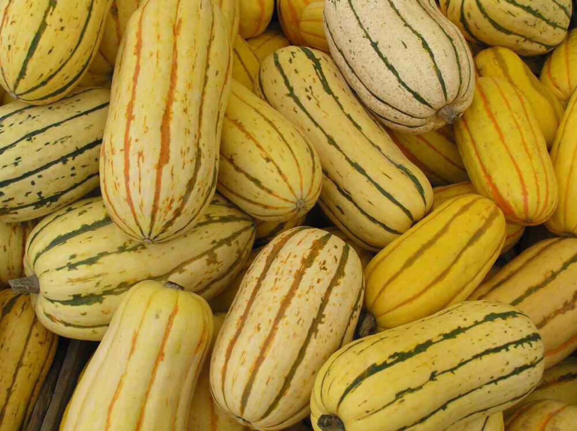 50 Seeds DELICATA SQUASH Striped Sweet Potato Cucurbita Pepo Vegetable ...