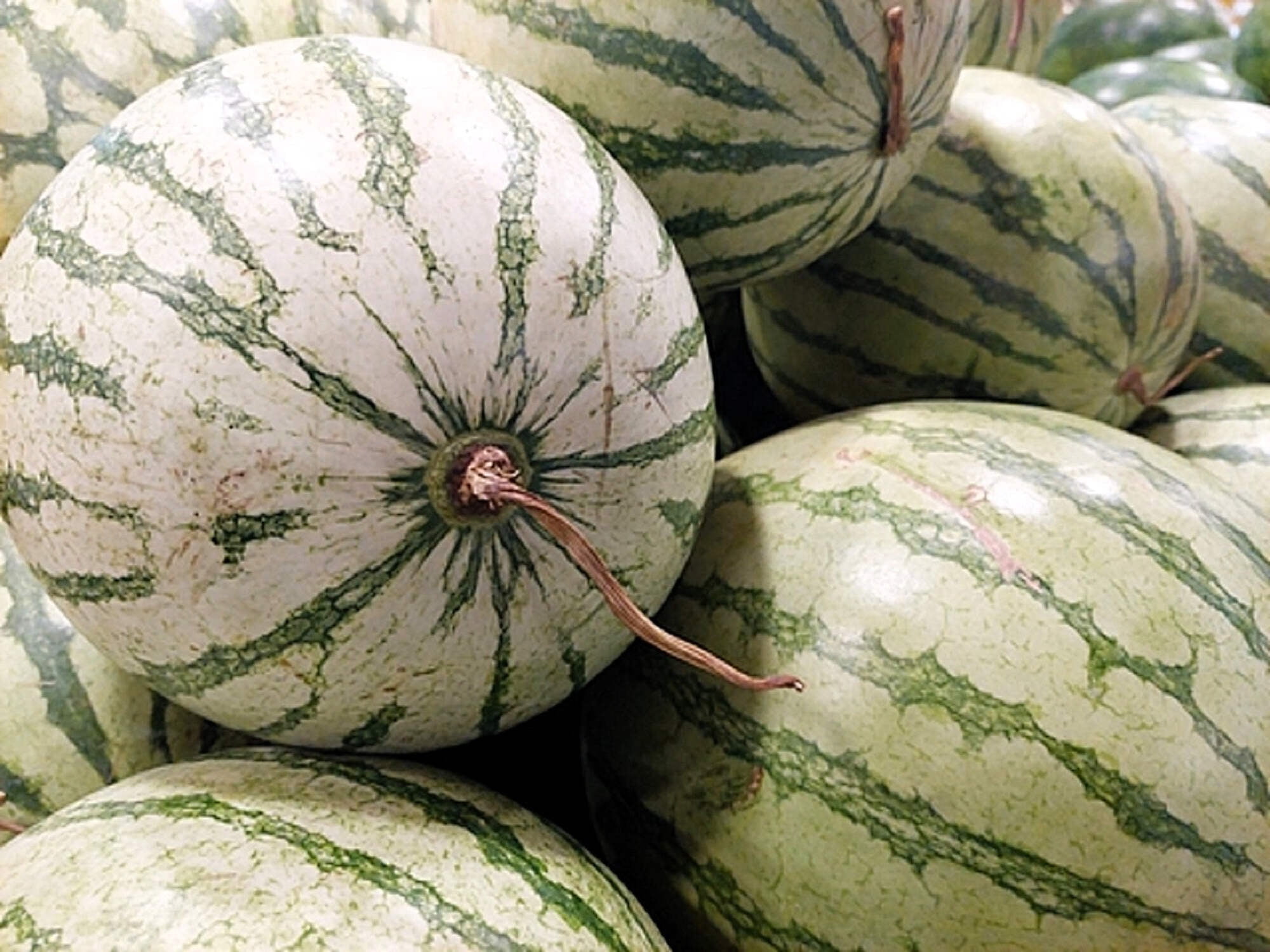 50 *Seeds DIXIE QUEEN WATERMELON White & Red Citrullus Lanatus Melon ...