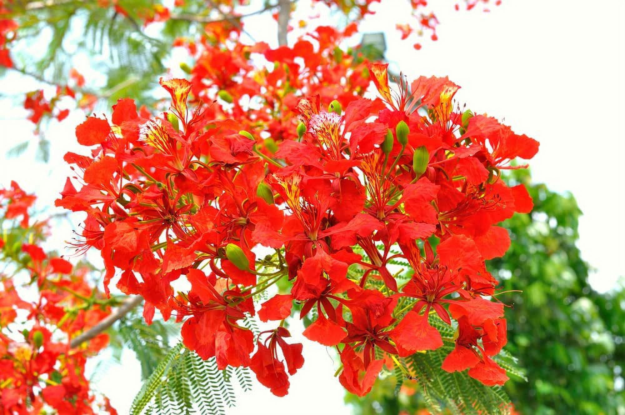 50 Seeds Delonix regia - Royal Poinciana - Flamboyant Flame Tree - Made ...