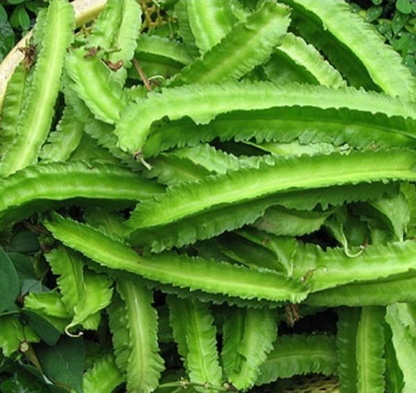 50 Seeds Dragon FEV6 Bean Vine Seeds Winged Beans Seeds Four Angled ...