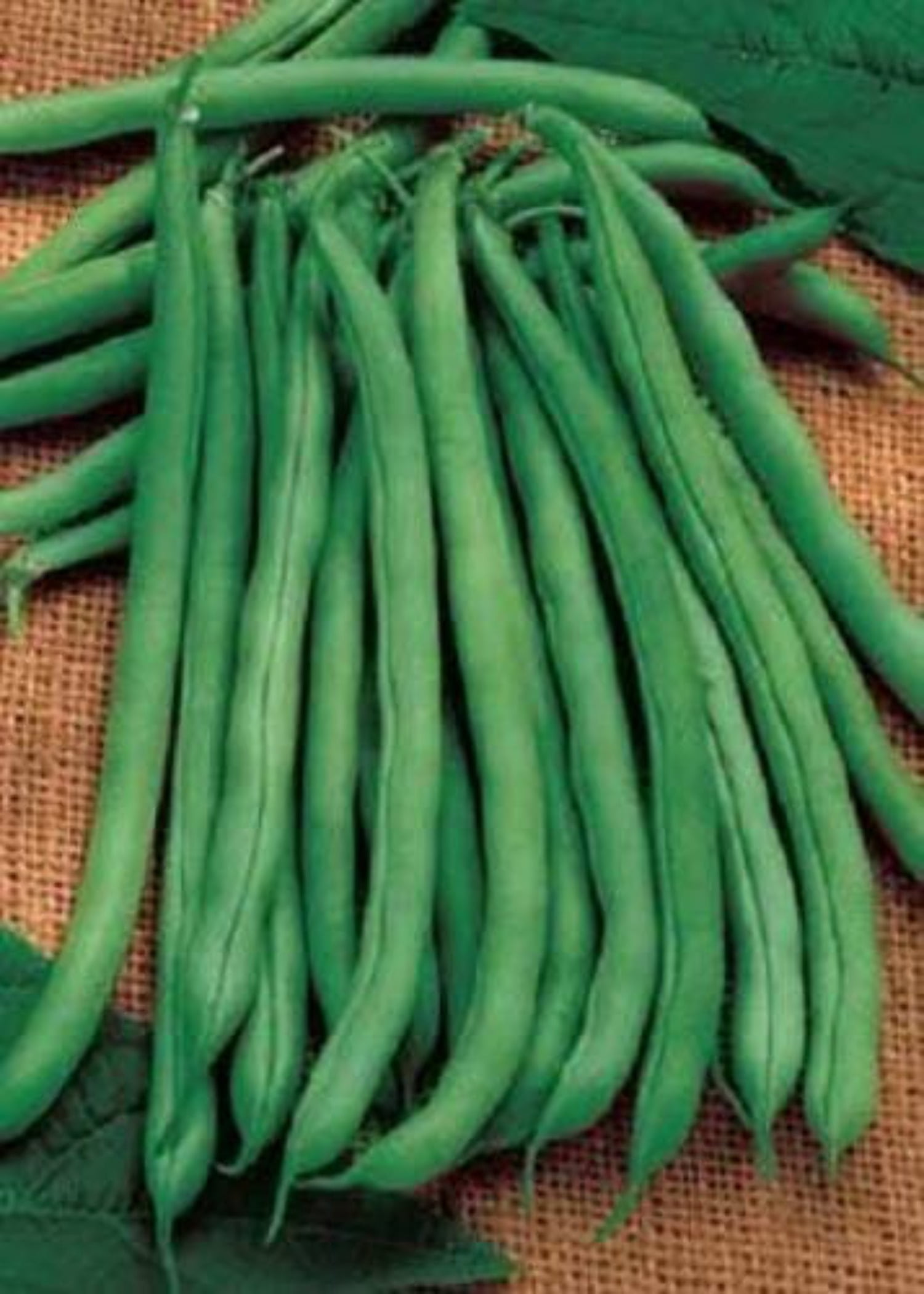 50 Seeds FRENCH Blue Lake POLE BEAN Phaseolus Vulgaris Vegetable Seeds ...