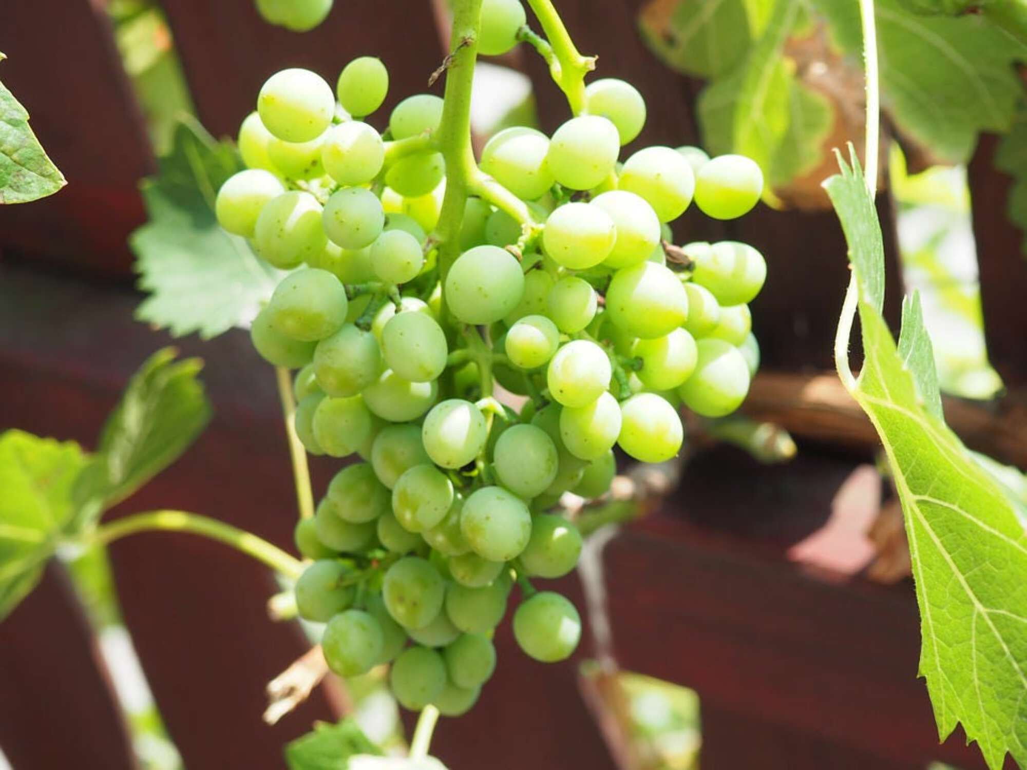 Seedville USA, 50 Seeds Green Grape Vitis Vinifera, Dessert and Table ...