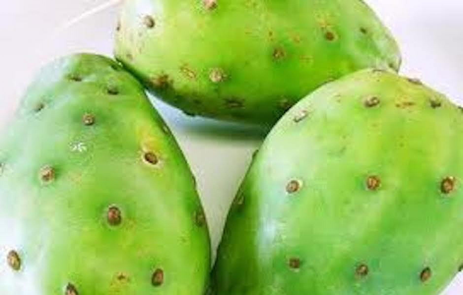 50 Seeds Green Fruit Prickly Pear Cactus Opuntia var. albicarpa Nopal ...