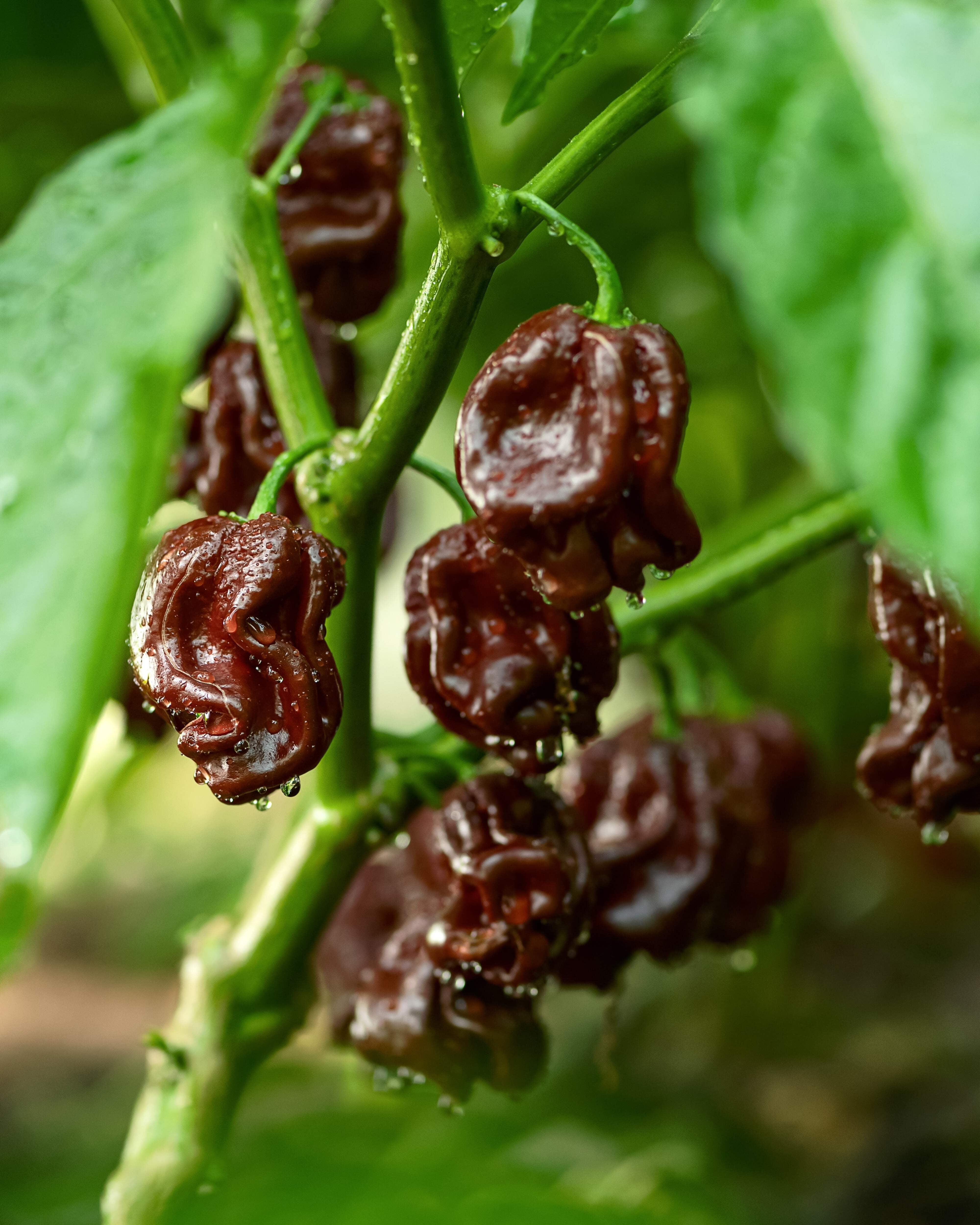 50 *Seeds Hot BROWN HABANERO PEPPER Capsicum Chinense Seeds - Walmart.com