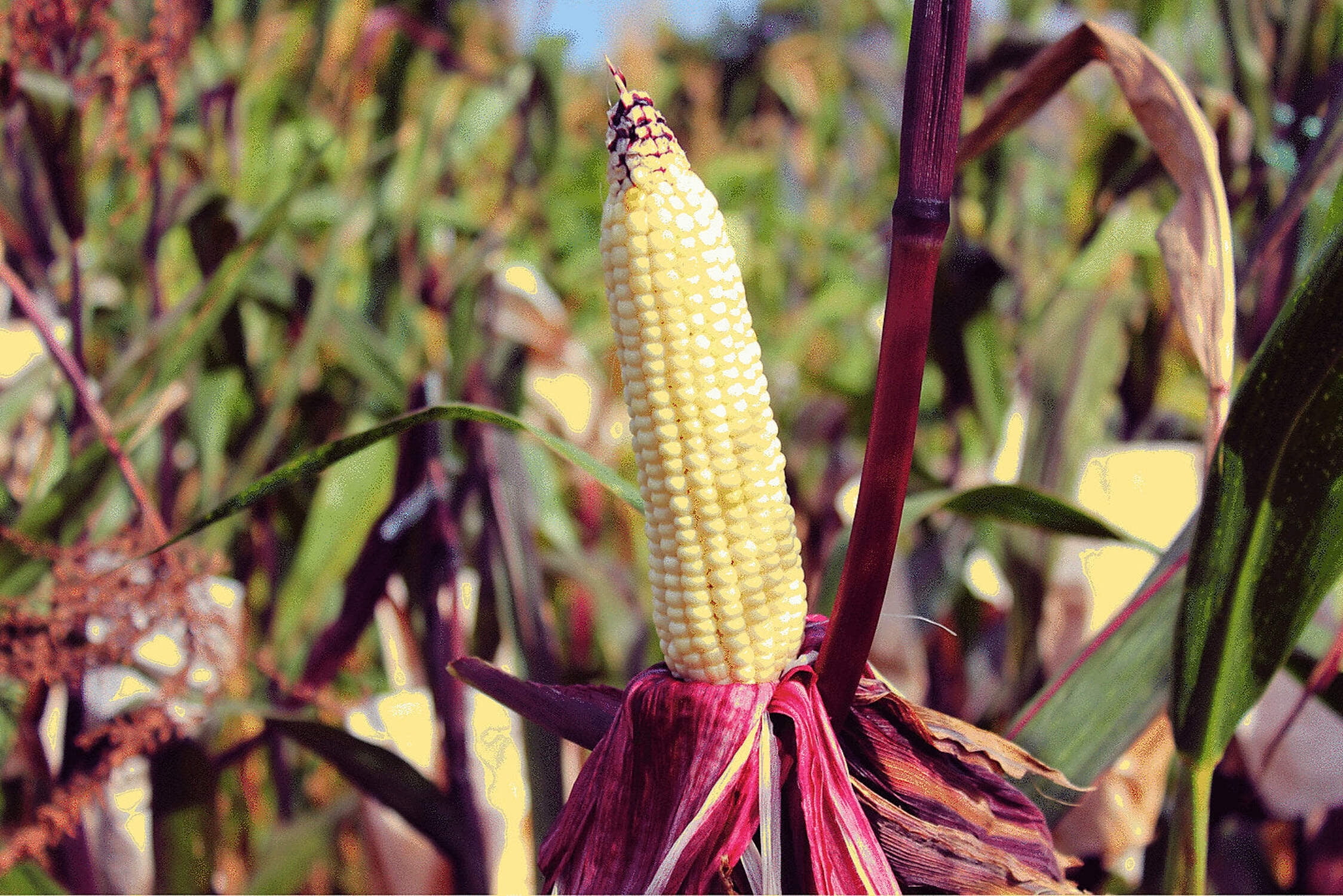 50 Seeds KANDY KORN CORN Sweet Yellow Corn Red Husk H.S.E. Zea Mays ...