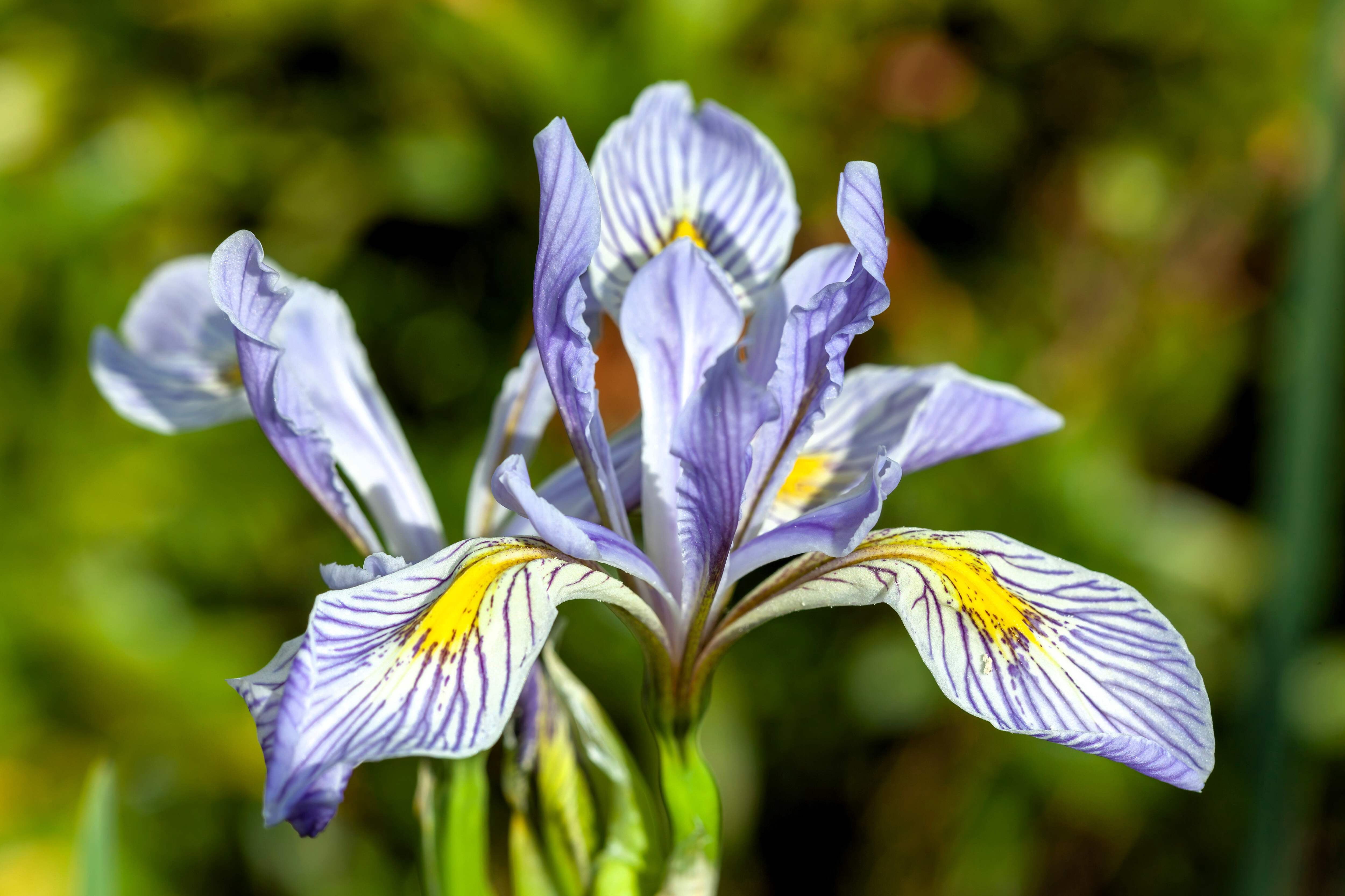 50 Seeds MISSOURI IRIS Missouriensis Rocky Mountain Blue Purple Yellow ...