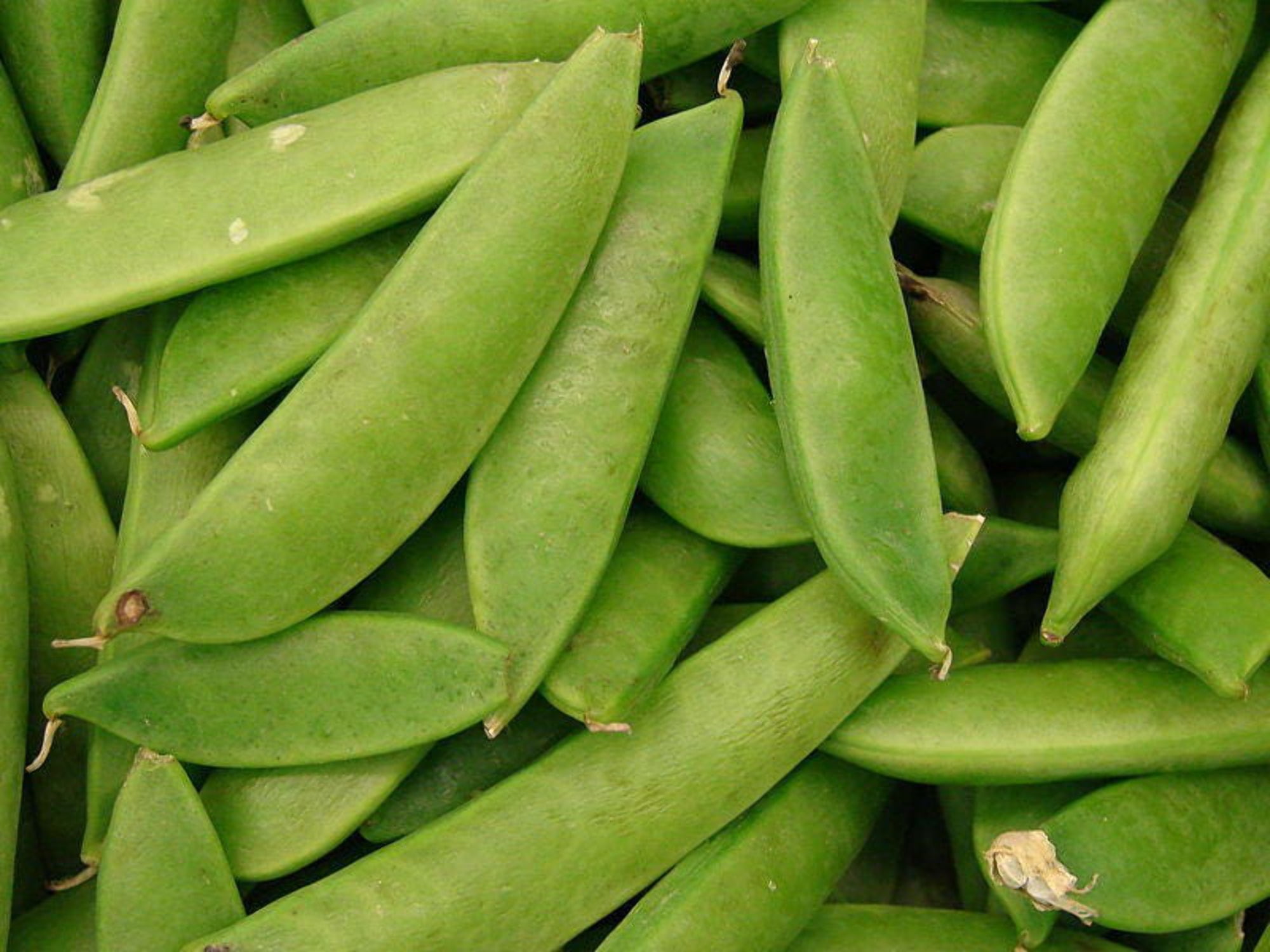 50 Seeds Mammoth MELTING SUGAR PEA Stringless Snow Pea Pisum Sativum ...