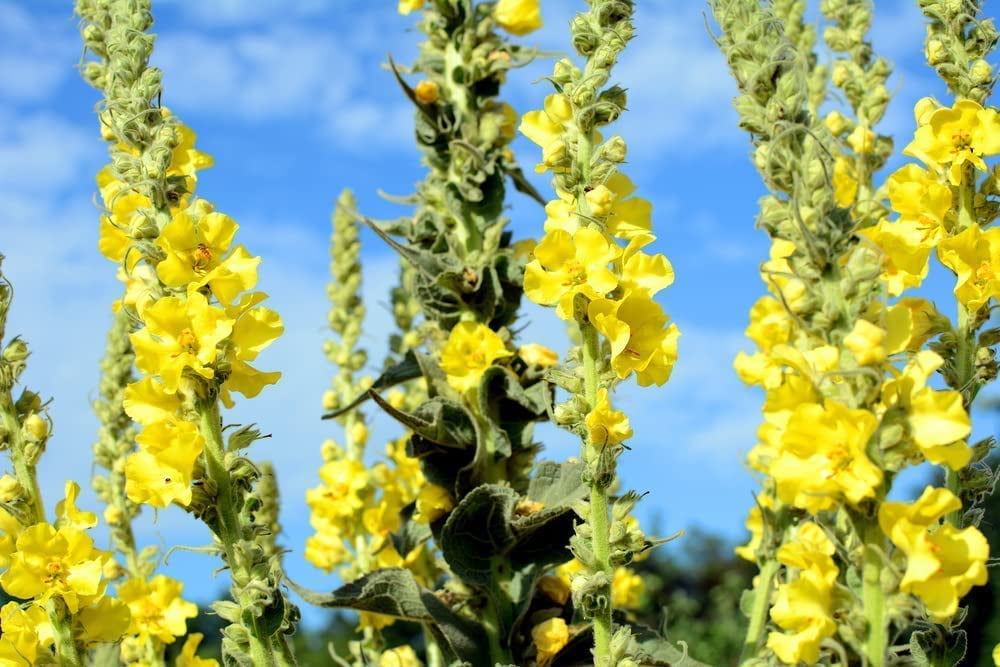 50 Seeds Mullein Seed Ornamental Plant Flowering, Heirloom- Non GMO ...