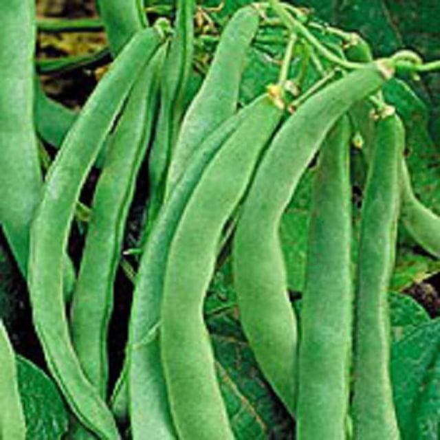 50 Seeds NAVY BEAN Michigan Pea White Phaseolus Vulgaris Soup Vegetable ...