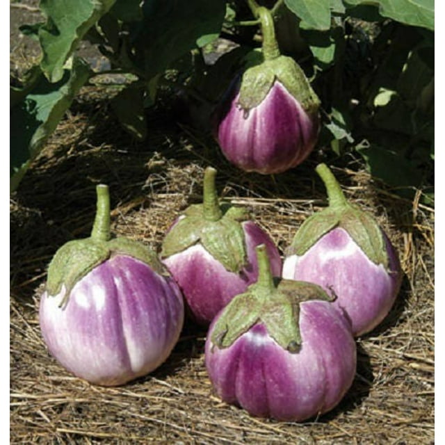 50 Organic Italian Eggplant Rosa Bianca Seeds, Solanum Melongena ...