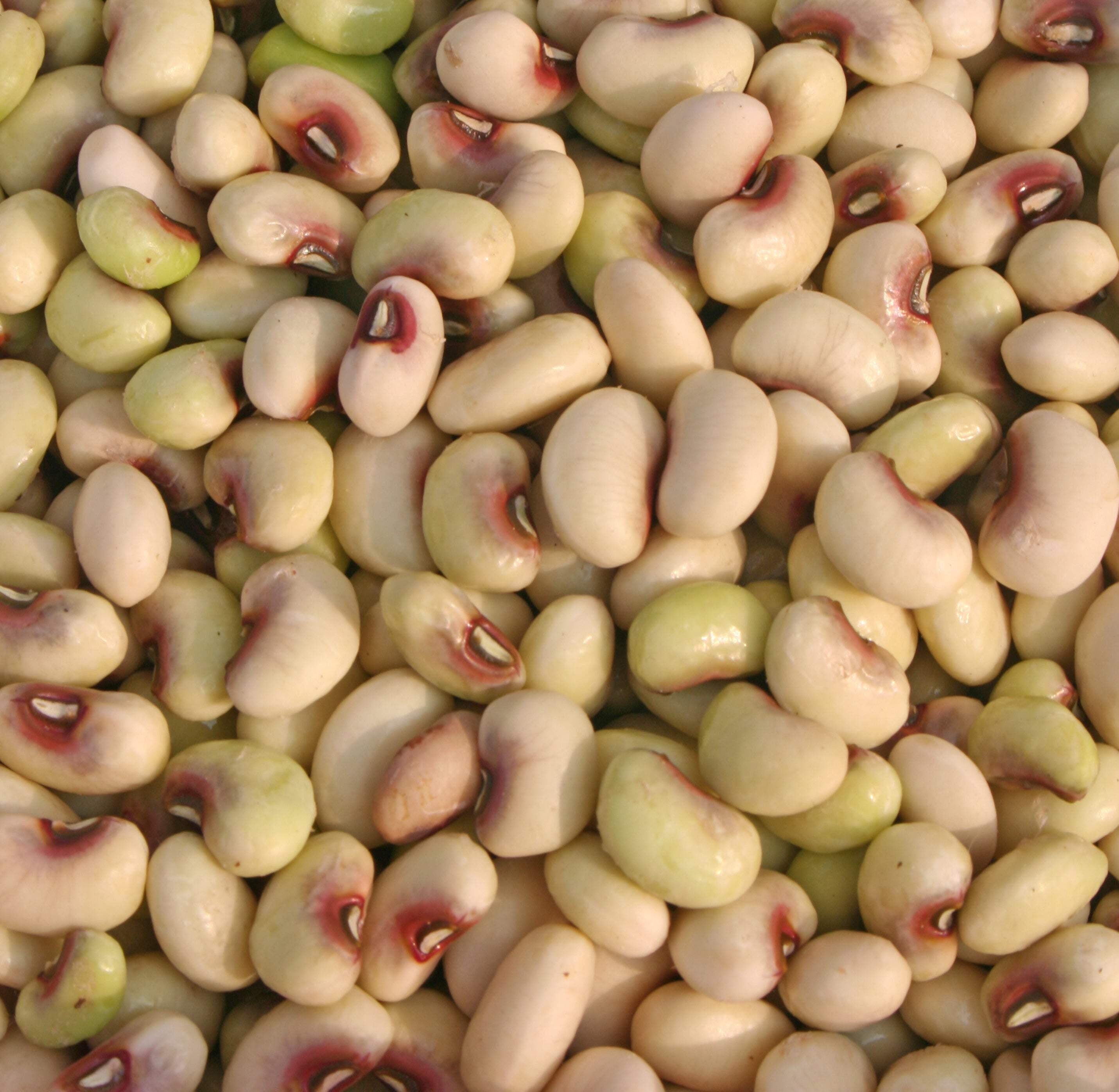 Seedville, 50 Seeds Purple Pinkeye Cowpea, Southern Pea, Vigna ...