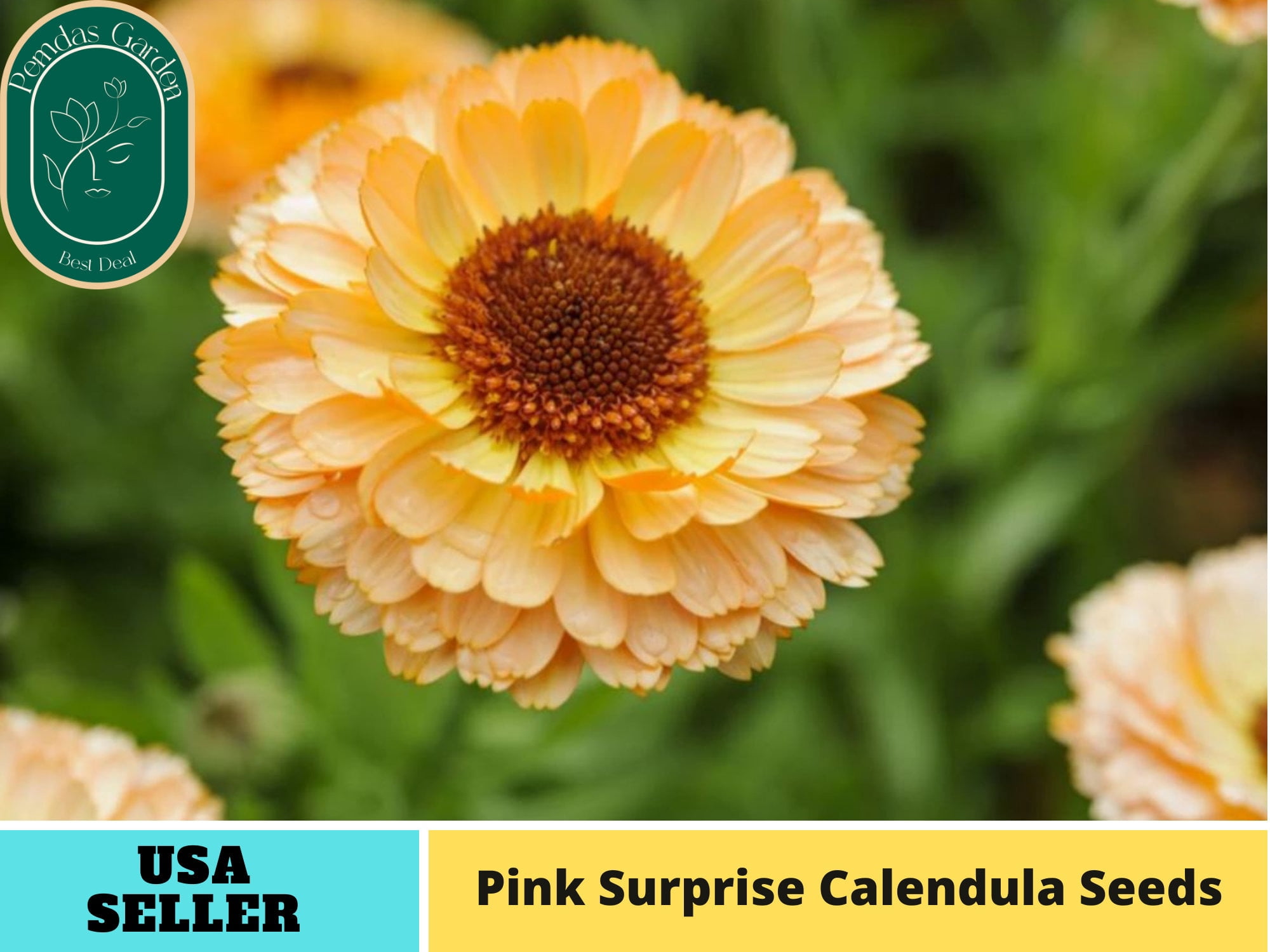 50+Seeds | Pink Surprise Calendula Seeds - Authentic Seeds - Perennial ...