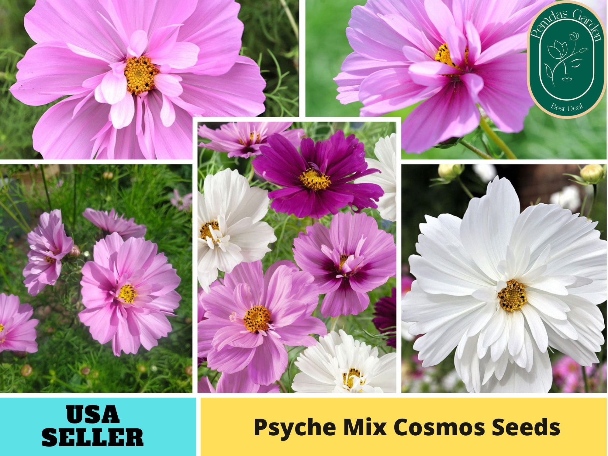 50+ Seeds| Psyche Mix Cosmos Seeds~ Authentic Seeds ~ GMO Free ~ Seeds ...