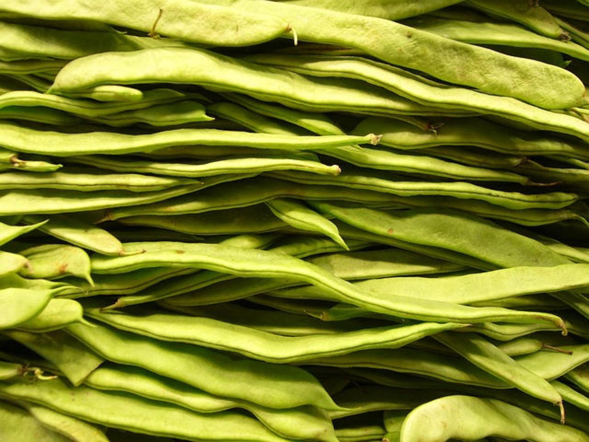 50 Seeds ROMANO BUSH BEAN Italian Flat Green Pod Phaseolus Vulgaris ...