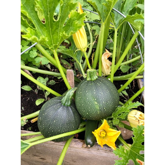 50 Seeds ROUND ZUCCHINI Summer SQUASH Cucurbita Pepo Vegetable Seeds ...