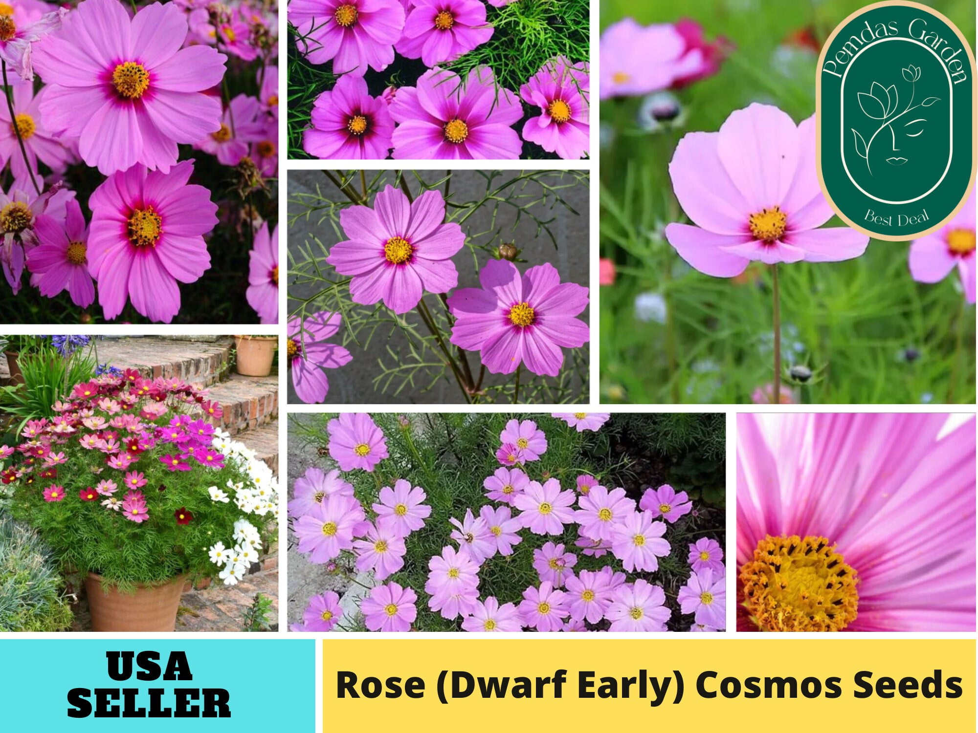 50+ Seeds| Rose (Dwarf Early) Cosmos Seeds ~ Authentic ~ GMO Free ...