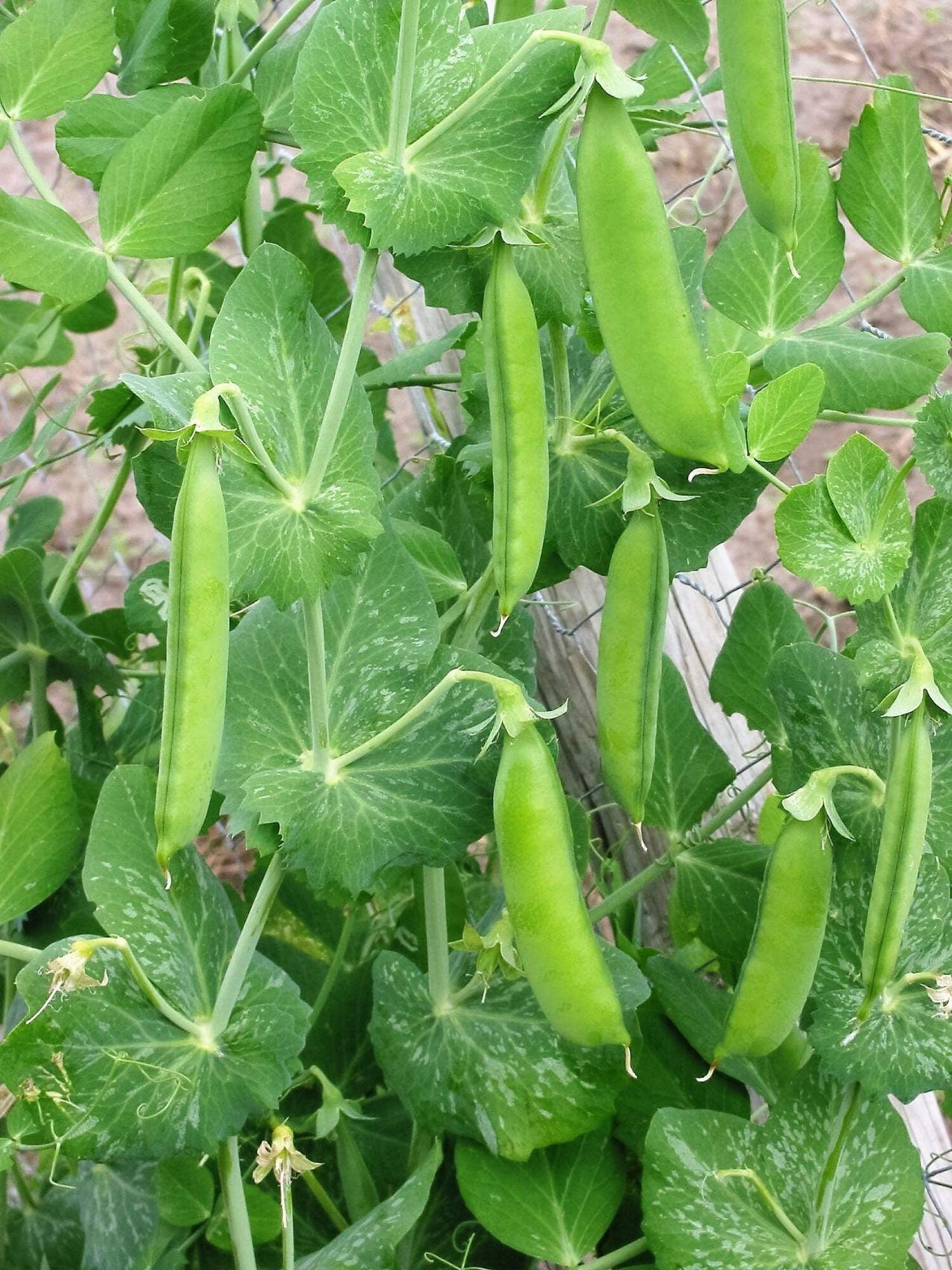 50 Seeds SUGAR ANN PEA Stringless Sweet Green Snap Pisum Sativum ...