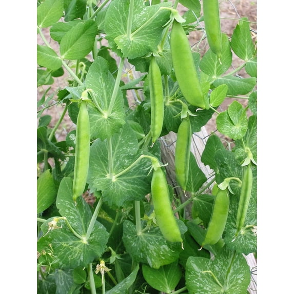 50 Seeds SUGAR ANN PEA Stringless Sweet Green Snap Pisum Sativum ...