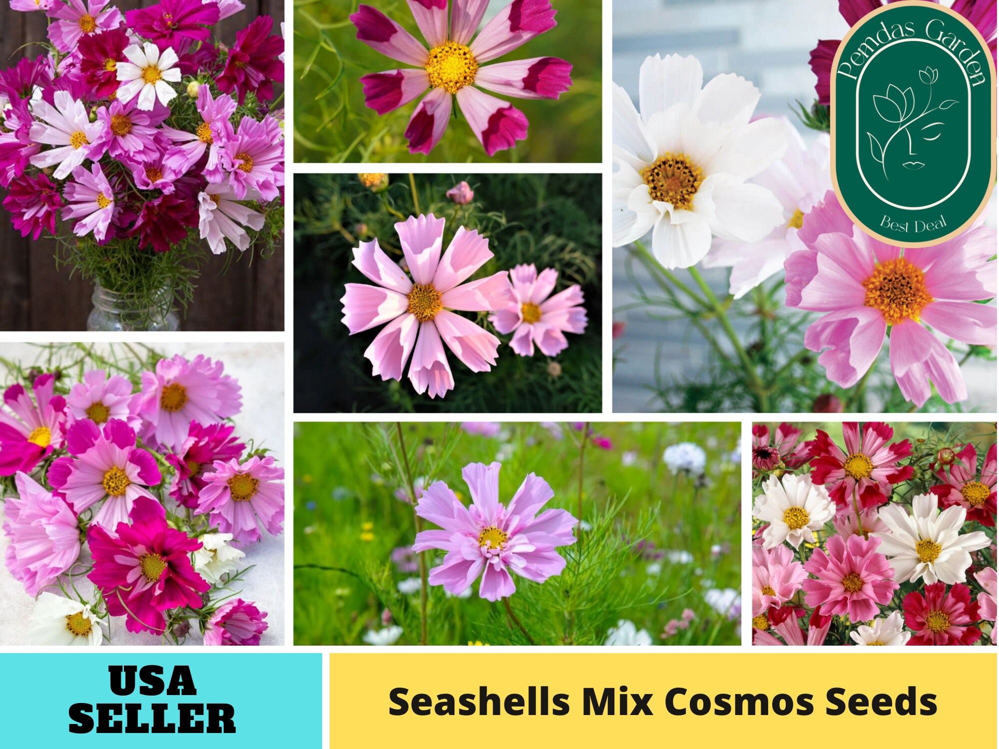 50+ Seeds| Seashells Mix Cosmos Seeds~ Authentic Seeds ~ GMO Free ...