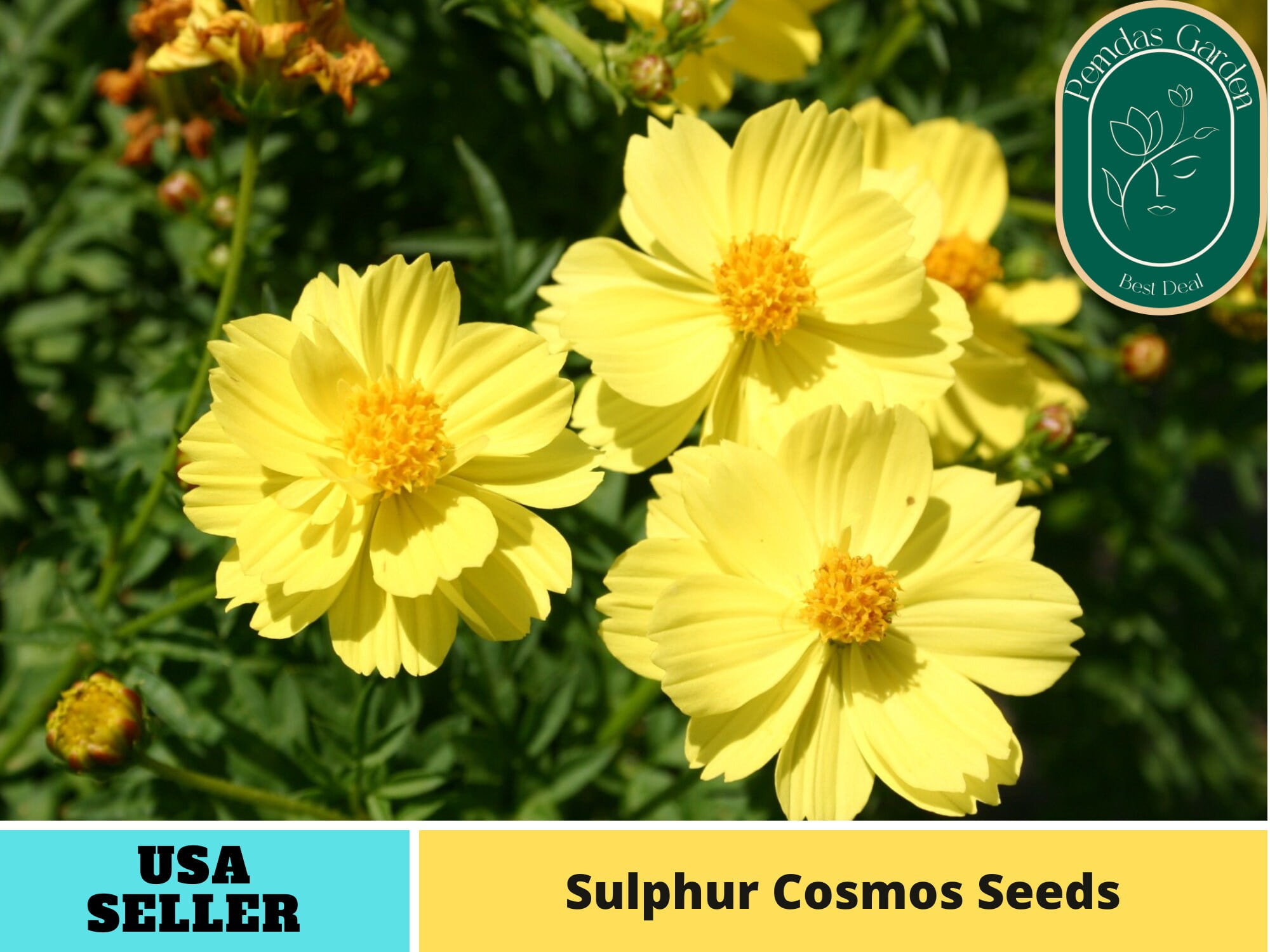 50+ Seeds| Sulphur Carpet Cosmos ~ Authentic Seeds ~ GMO Free ~ Seeds ...
