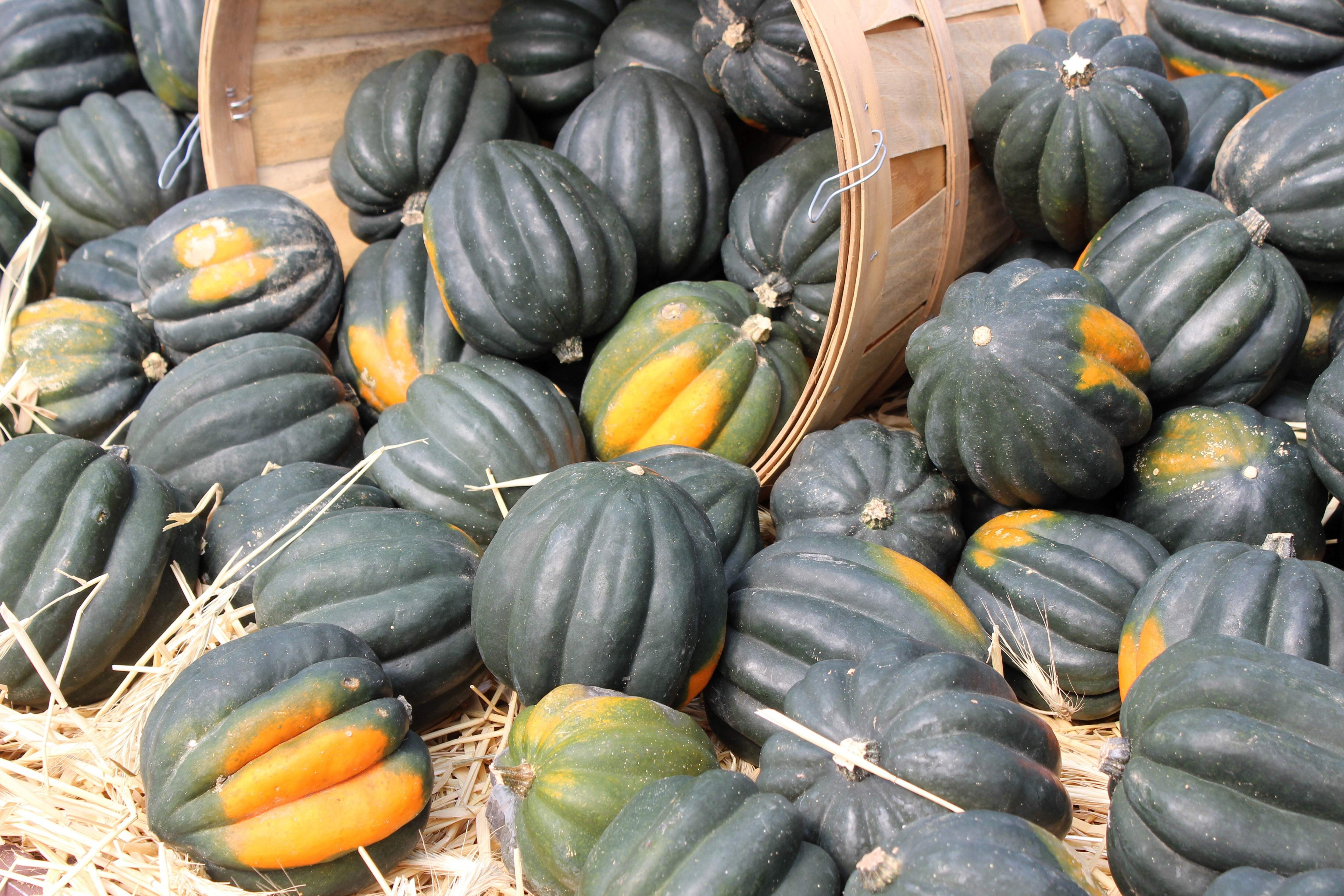 50 Seeds Table Queen ACORN SQUASH Winter Cucurbita Pepo Vegetable Seeds ...