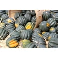 50 Seeds Table Queen ACORN SQUASH Winter Cucurbita Pepo Vegetable Seeds ...