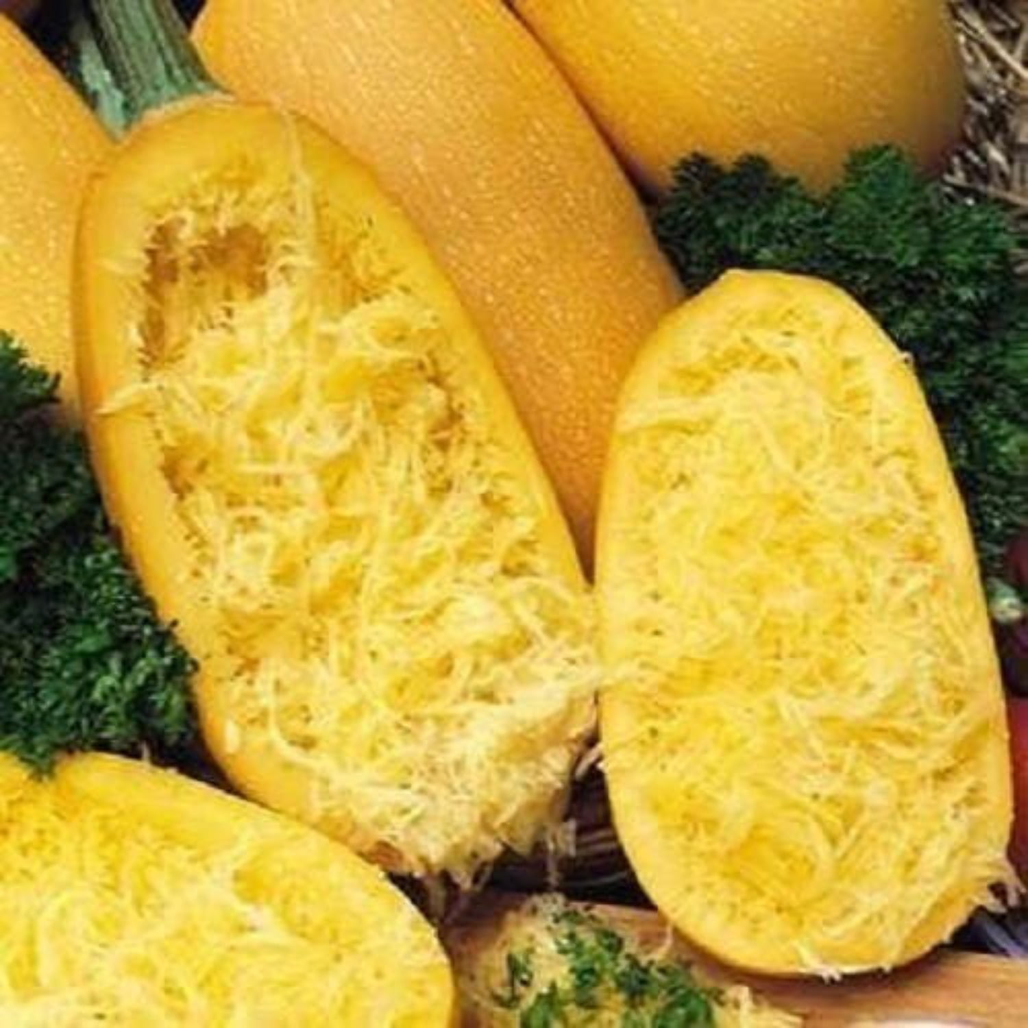 50 Seeds VEGETABLE SPAGHETTI SQUASH Winter Cucurbita Pepo Seeds ...