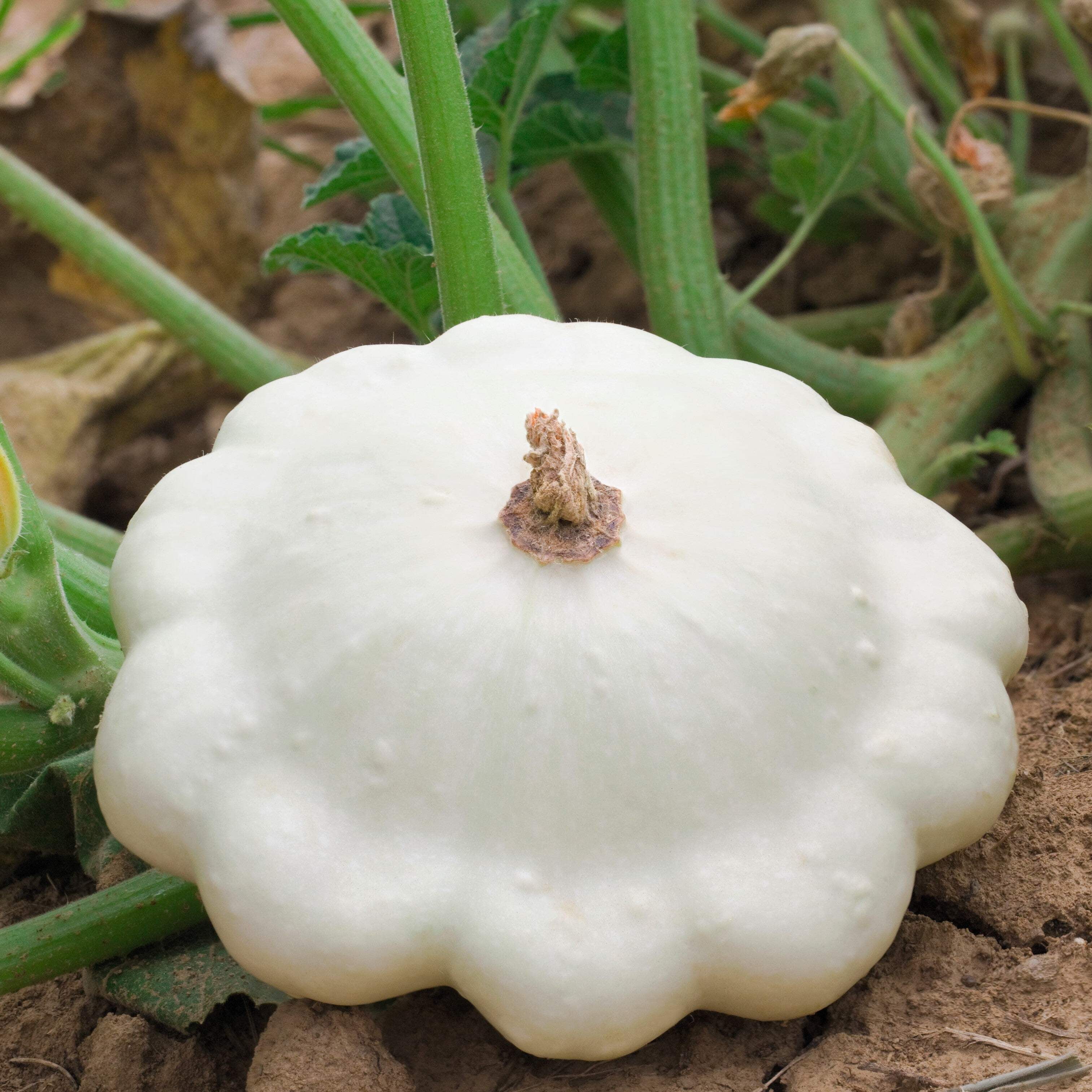 50 Seeds WHITE Bush SCALLOP SQUASH (Patty Pan / Paty Pan / Squanter ...